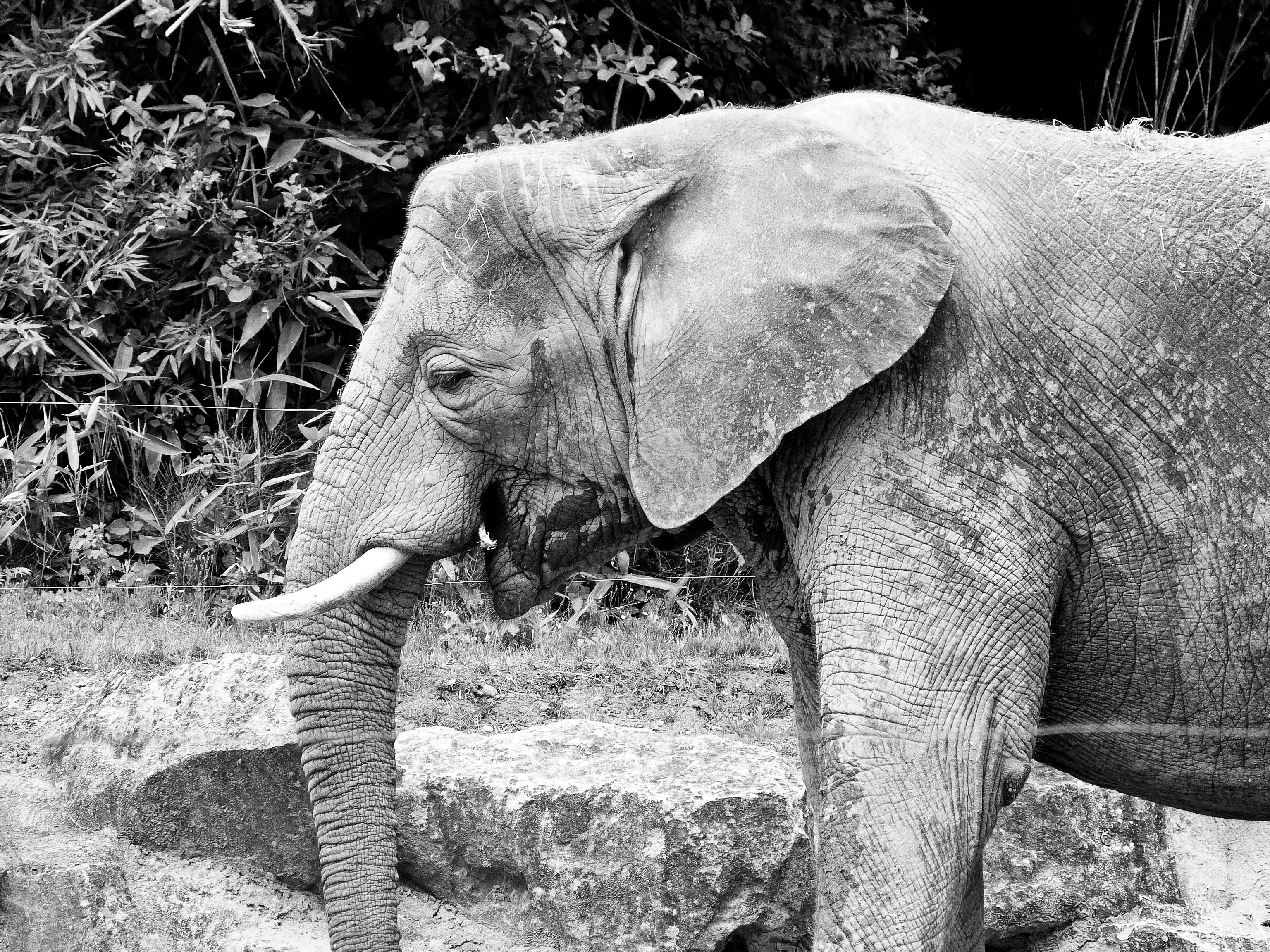 Mammal Nature Fauna free image download