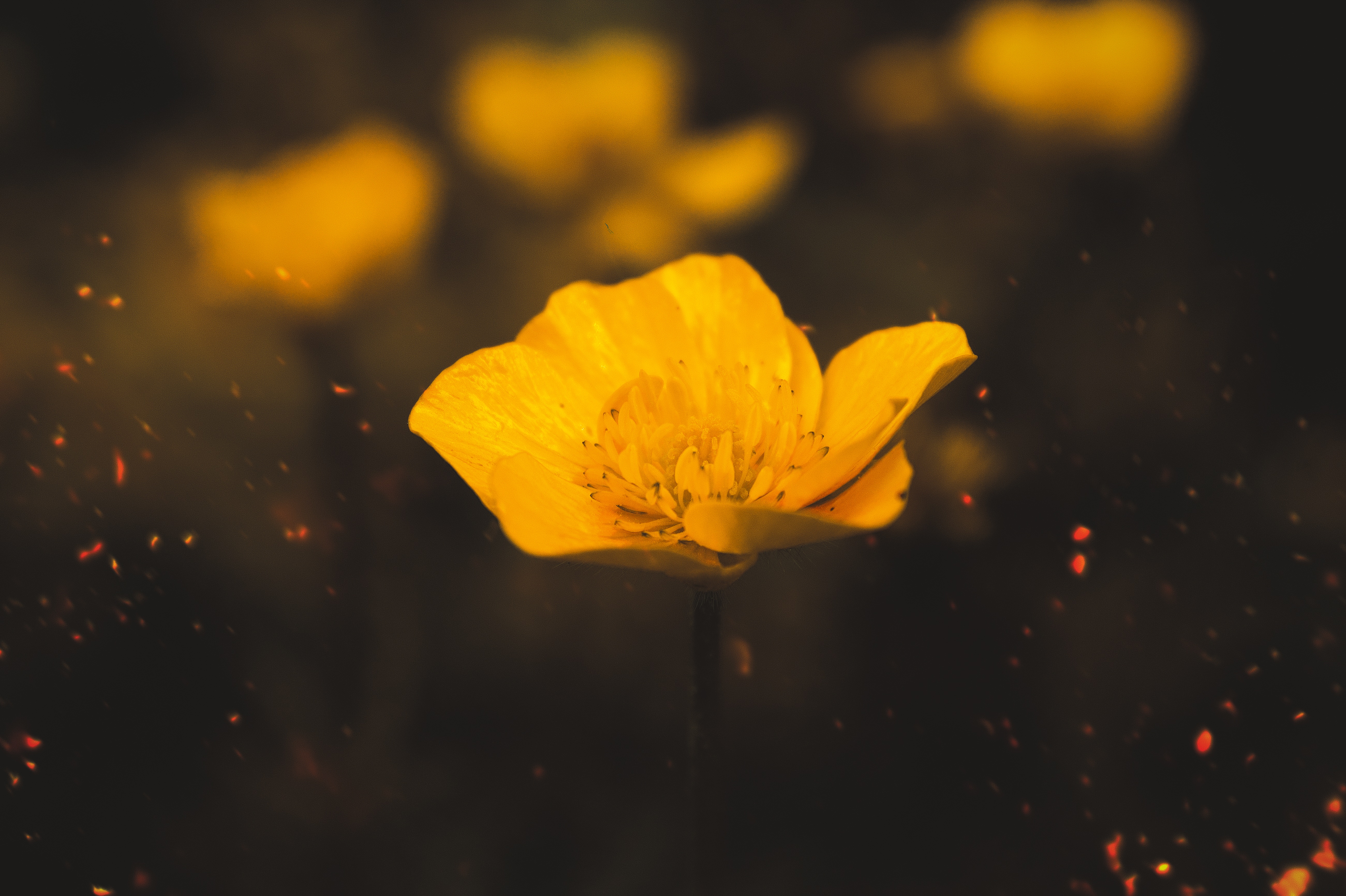 Flower Nature Gloomy free image download