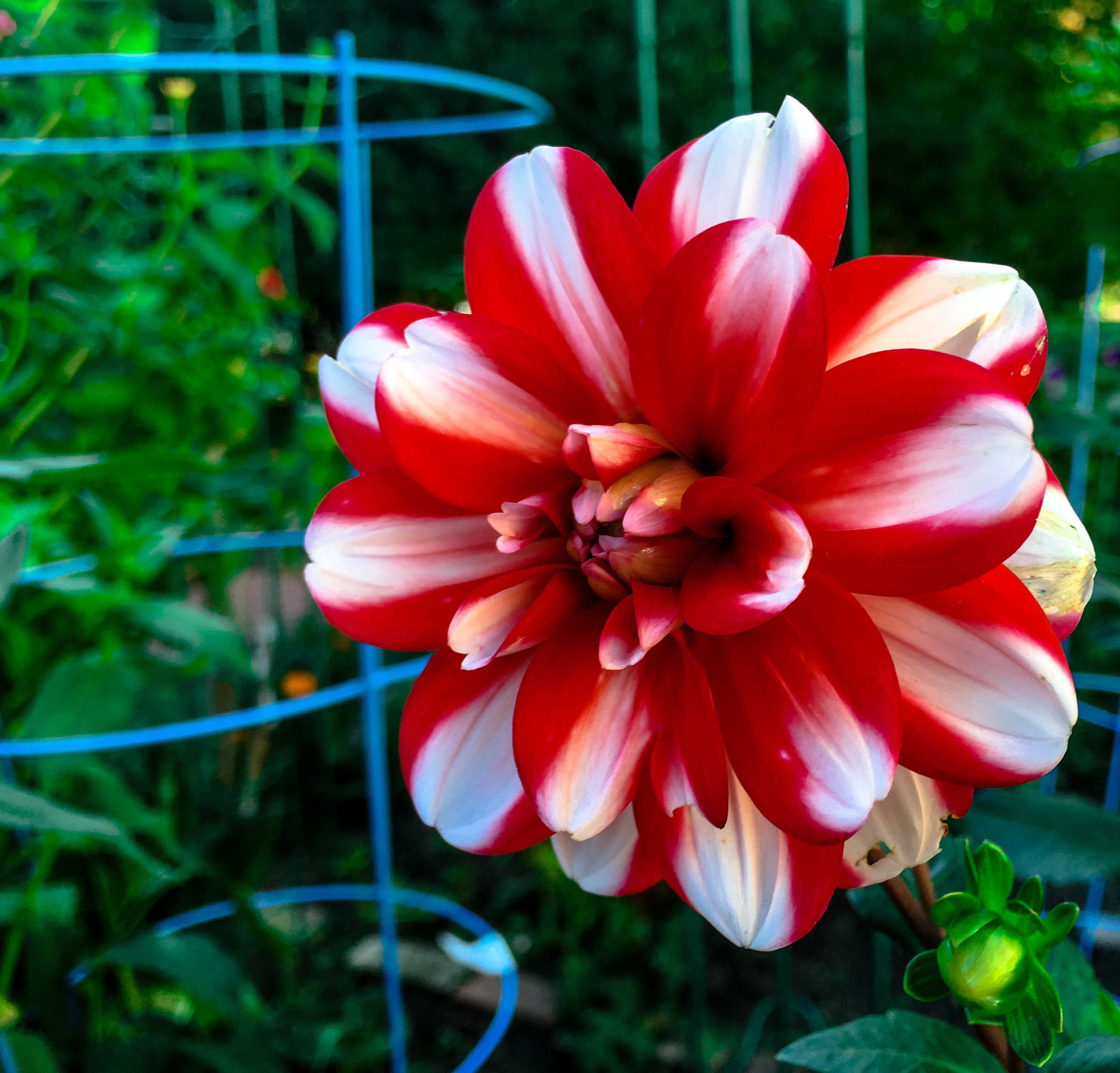 Nature Summer Flower free image download