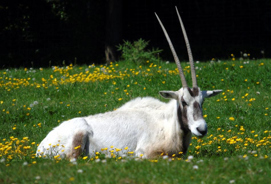 Oryx Animal Wildlife free image download
