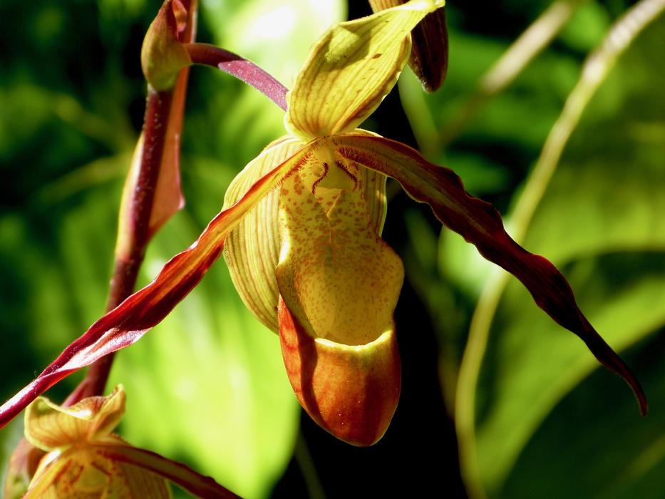 Orchid Flower Reunion Island free image download