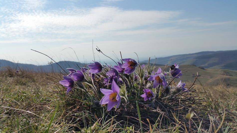 Pasque Flower Pasqueflower free image download