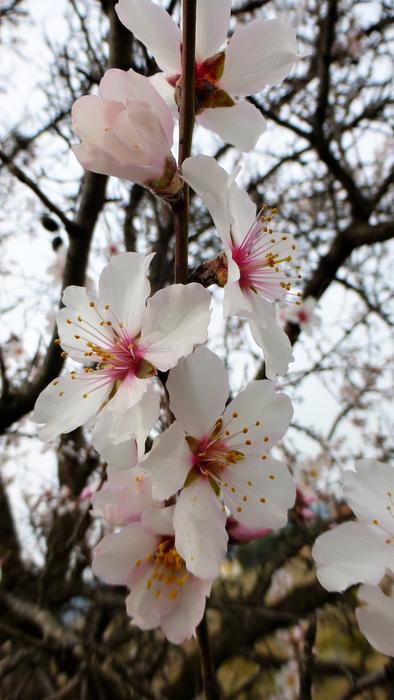 Branch Flower Tree free image download