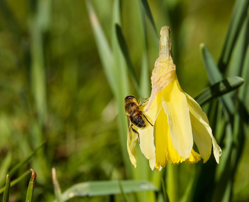 Bee Insect Daffodil free image download