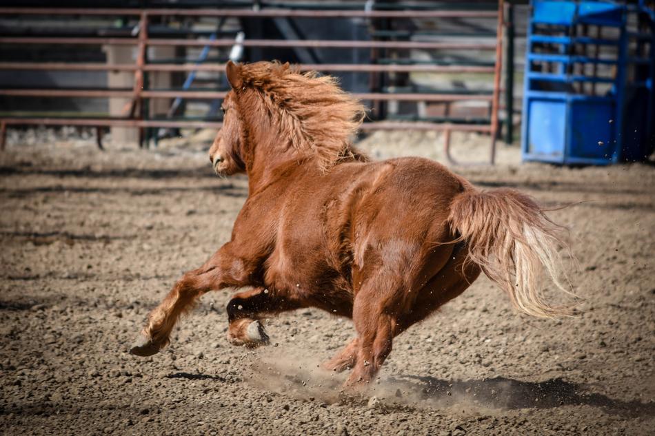 Pony Horse Running free image download