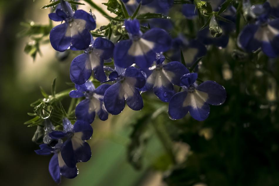 Flowers Rain Spring free image download