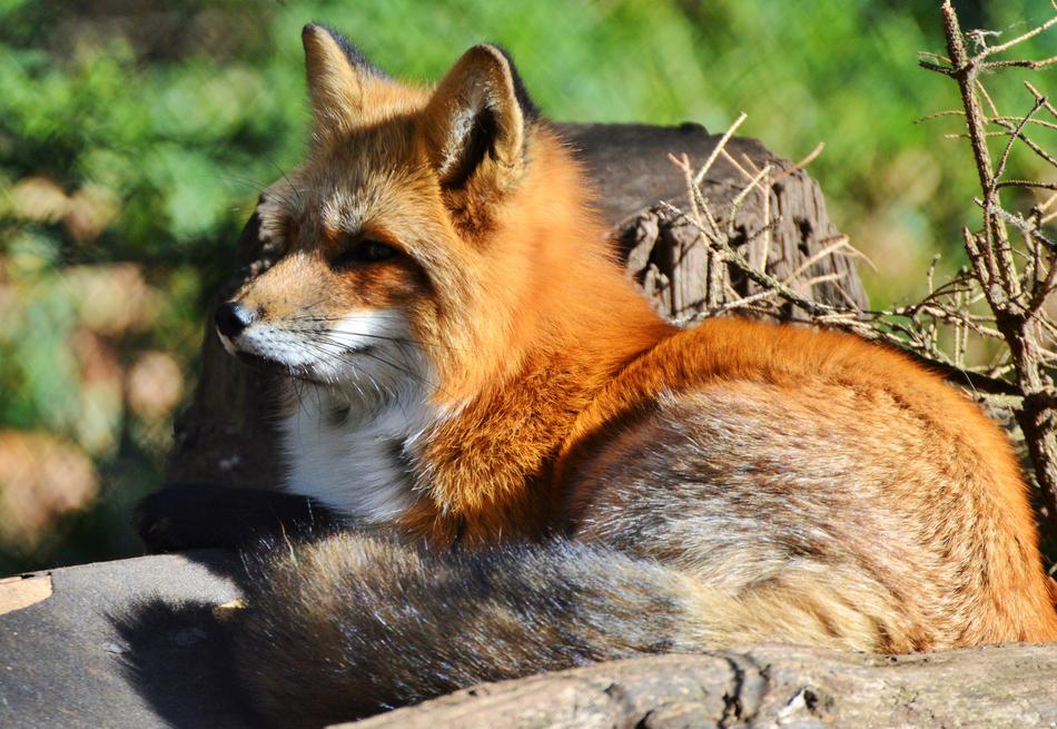 Fuchs Red Fox Predator Reddish free image download