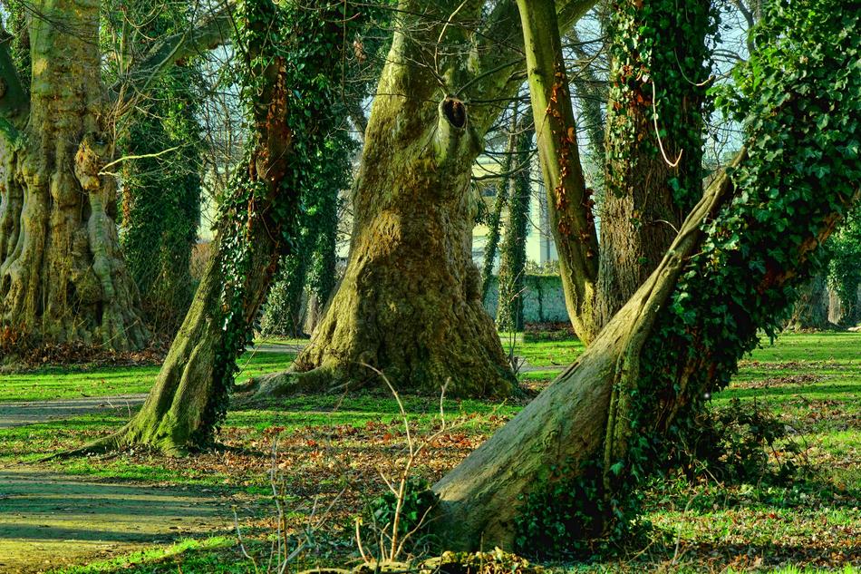Nature Tree Wood free image download