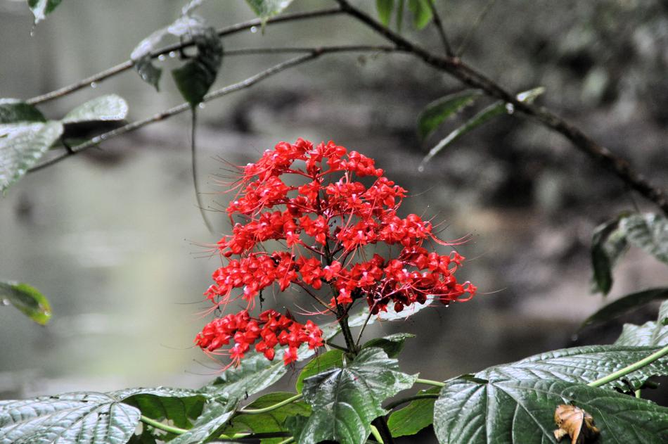 Japanese red flower in wood free image download