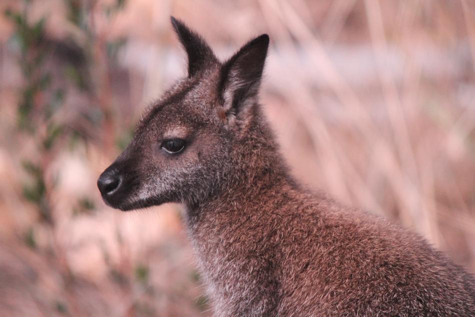 Mammal Wildlife Marsupial free image download