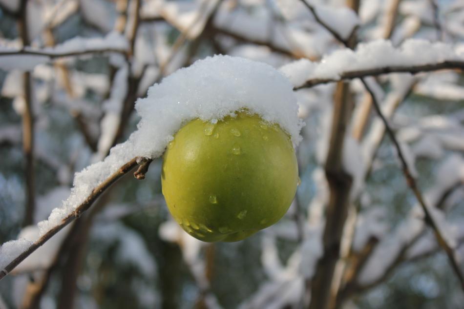 Apple Winter Snow free image download