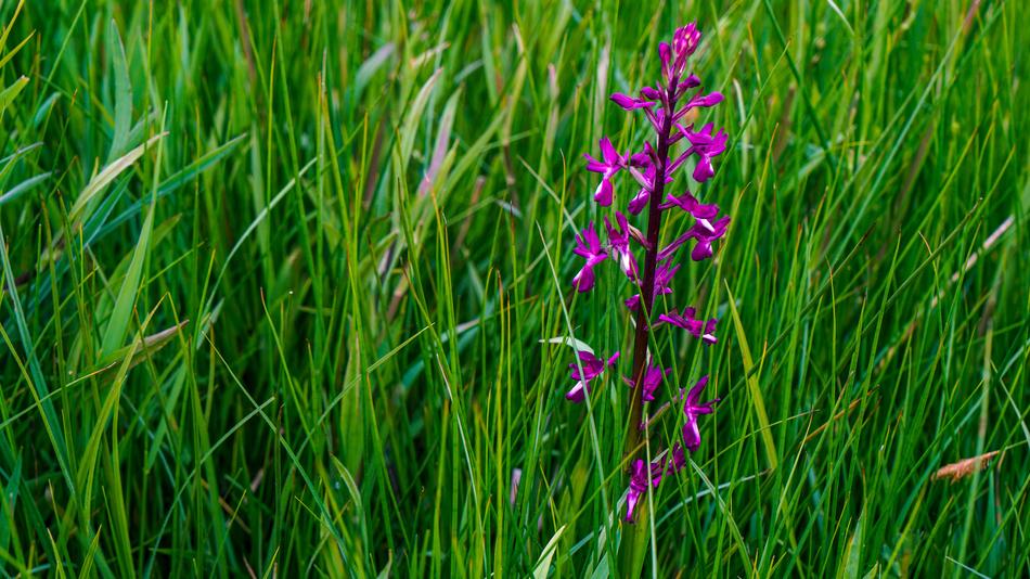 Flower Prado Wild free image download