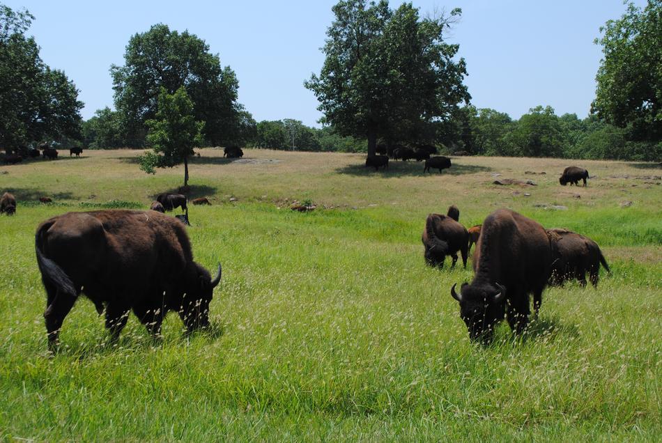 Buffalo Prairie Oklahoma Tall free image download