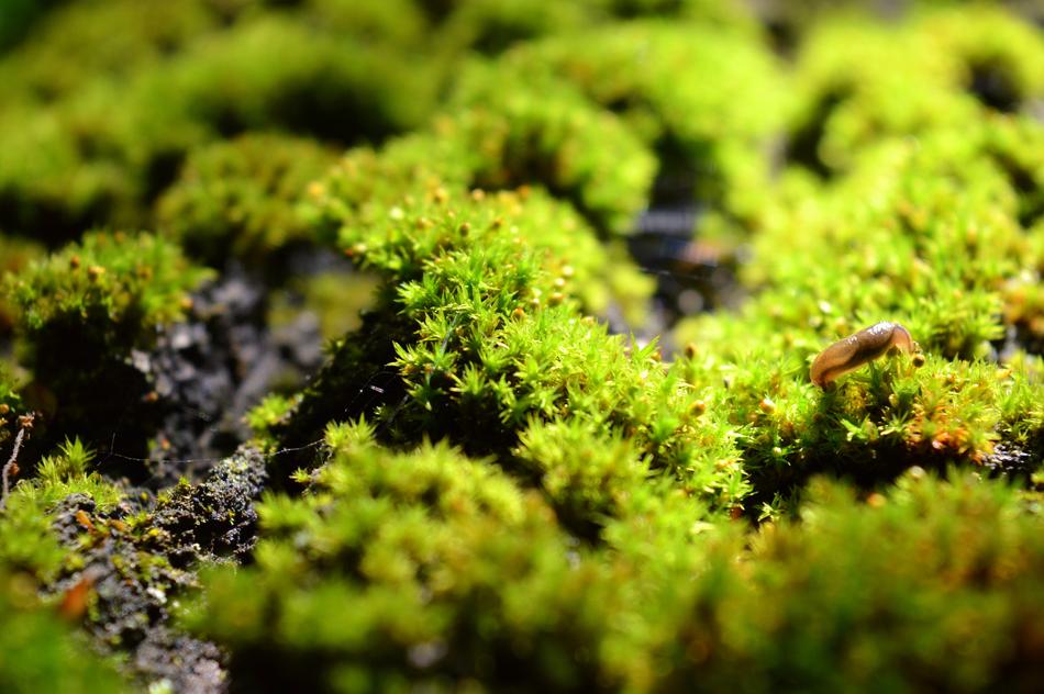 Moss Wood Forest free image download