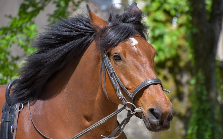 Horse Head Mane free image download