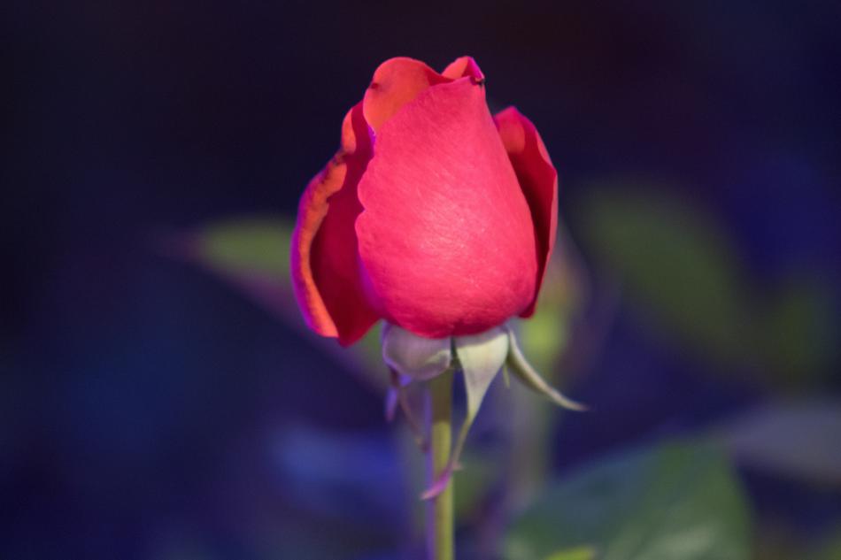 Rose Festival Flowers free image download