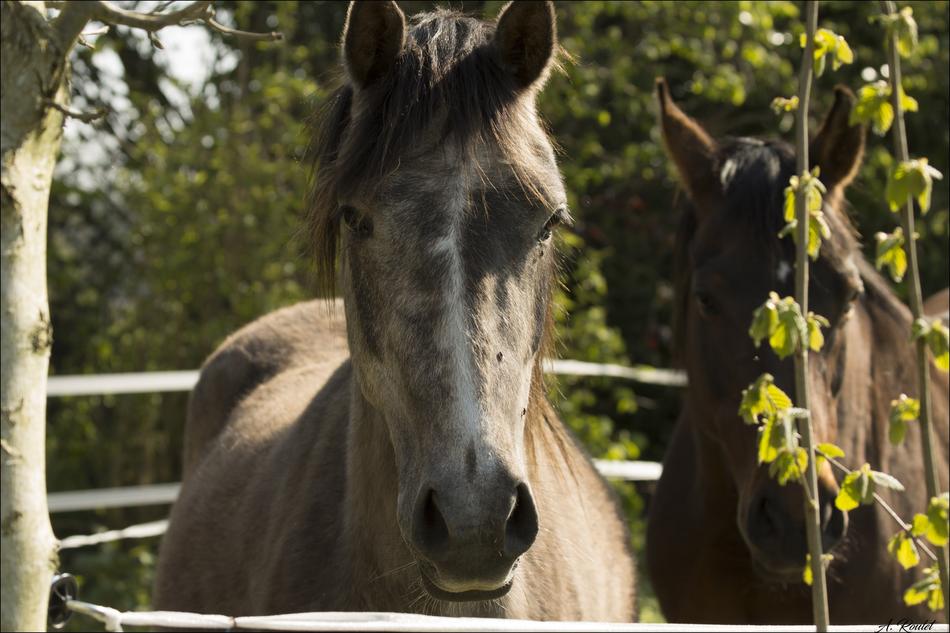 Nature Cavalry Animal free image download