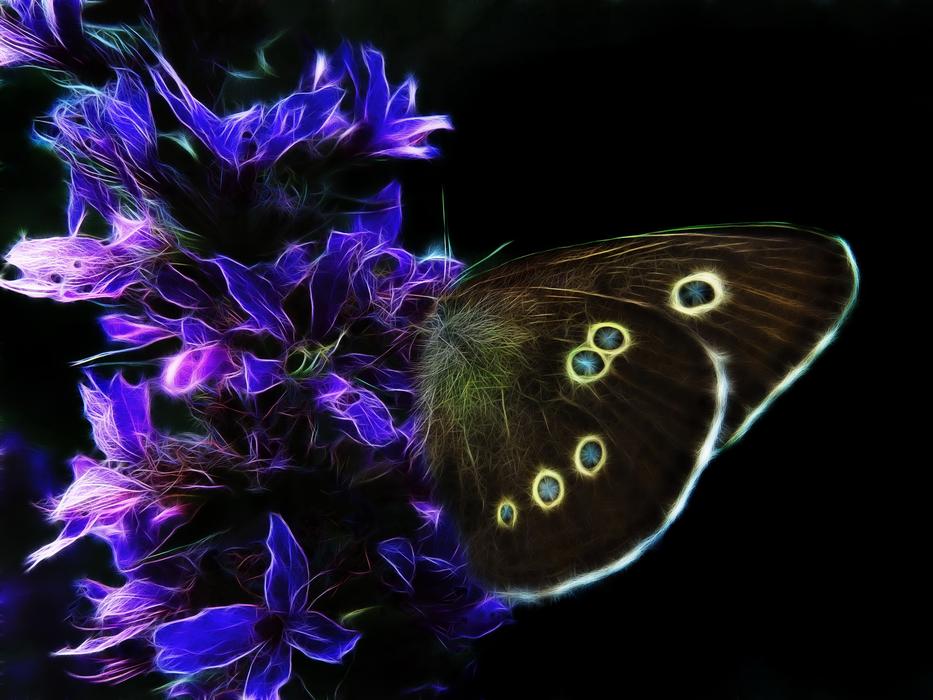 Fractalius butterfly free image download