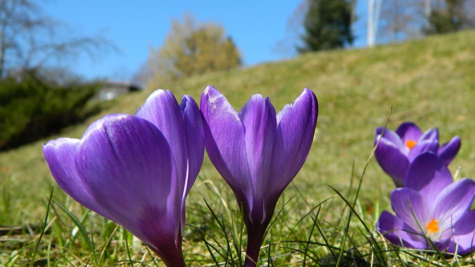 Spring Flowers Nature free image download