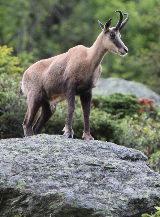 Nature Animal Fauna free image download