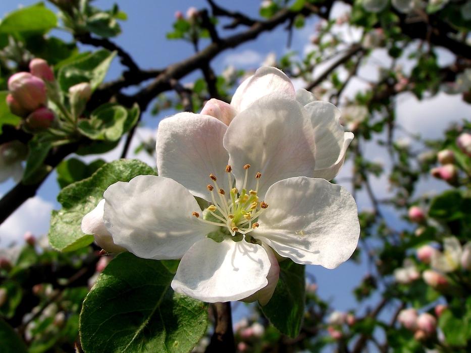 Flower Tree Apple free image download