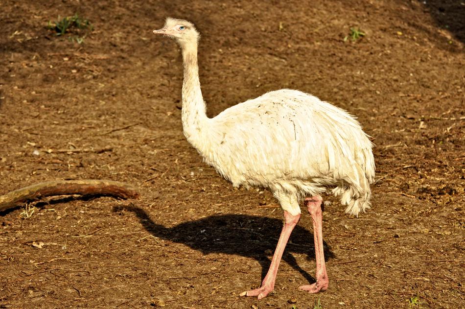 Greater Rhea Common Bird free image download