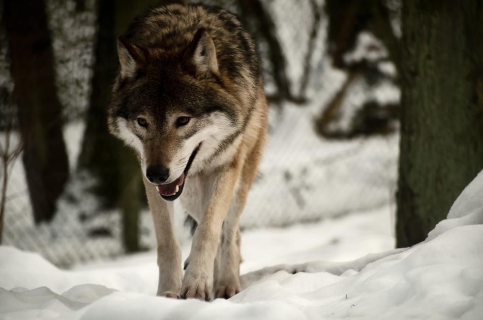 Snow Winter Mammal free image download