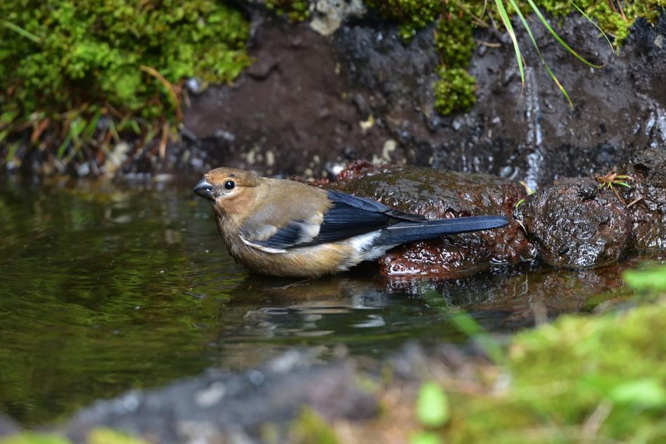 Natural Bird Wild Animals free image download