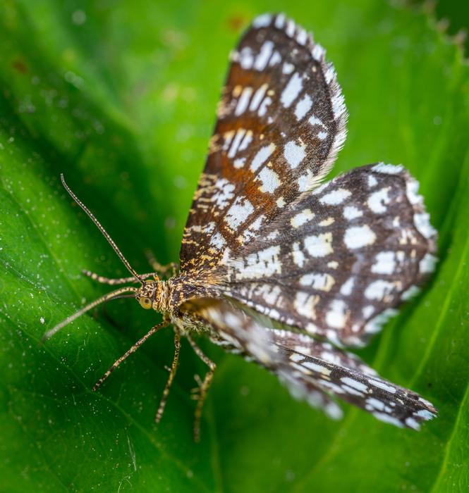 Insect Macro Butterfly free image download