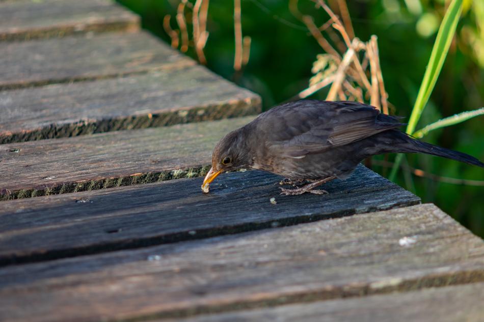 Spring Lake Blackbird free image download