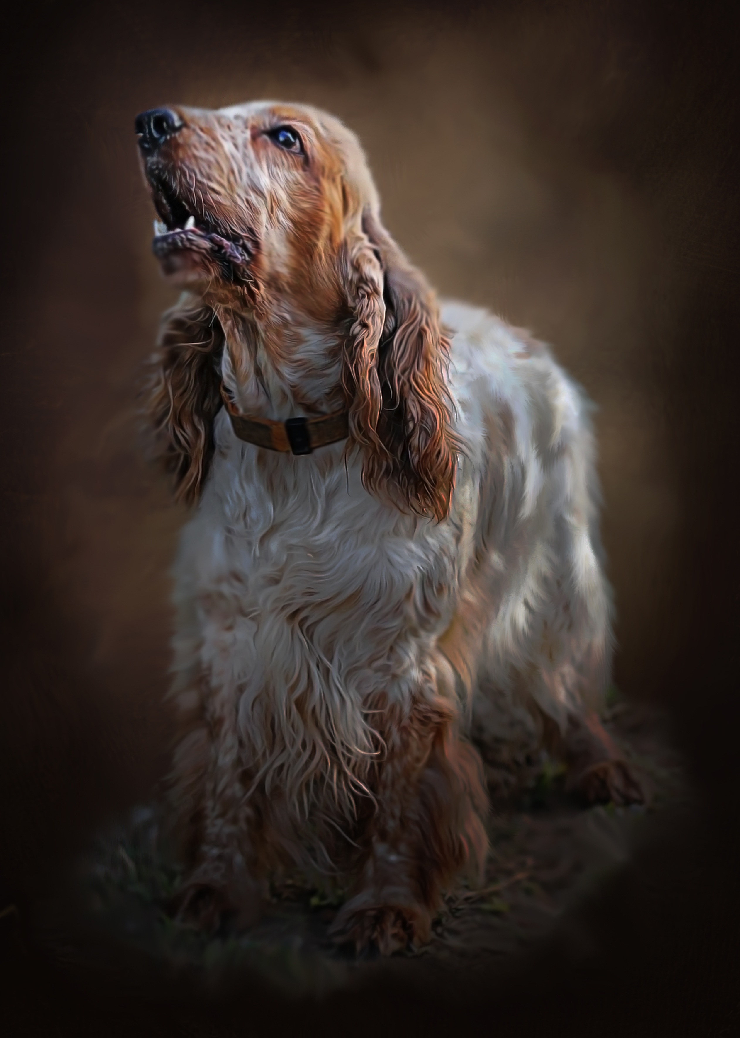 Spaniel Dog Breed free image download