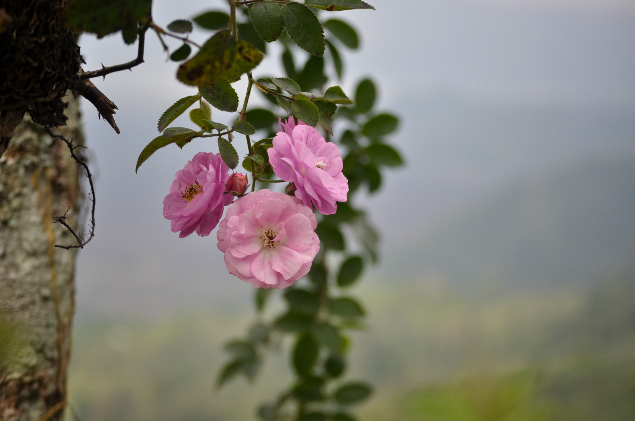 Flower Flora Nature free image download