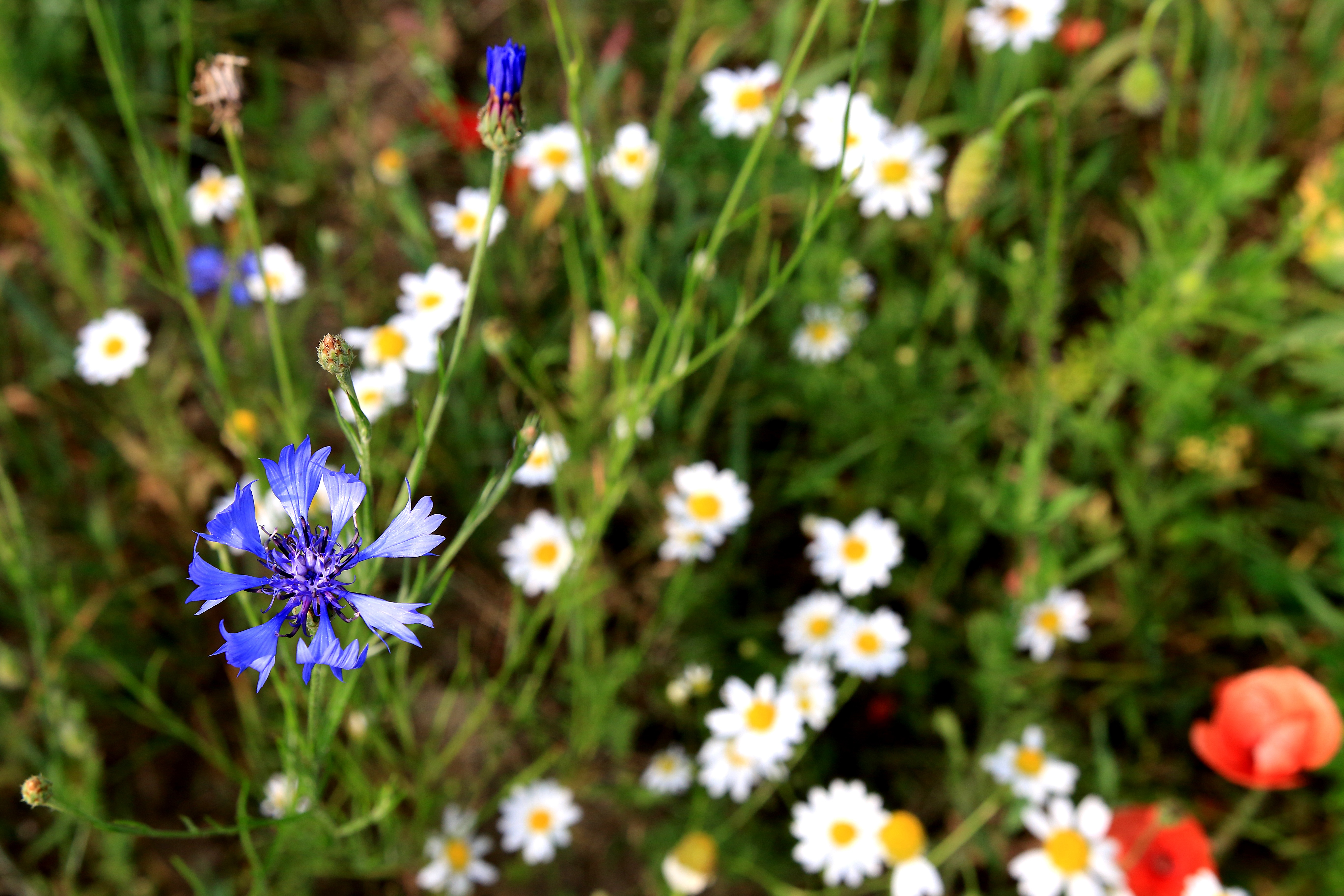 Polish Flowers Meadow free image download