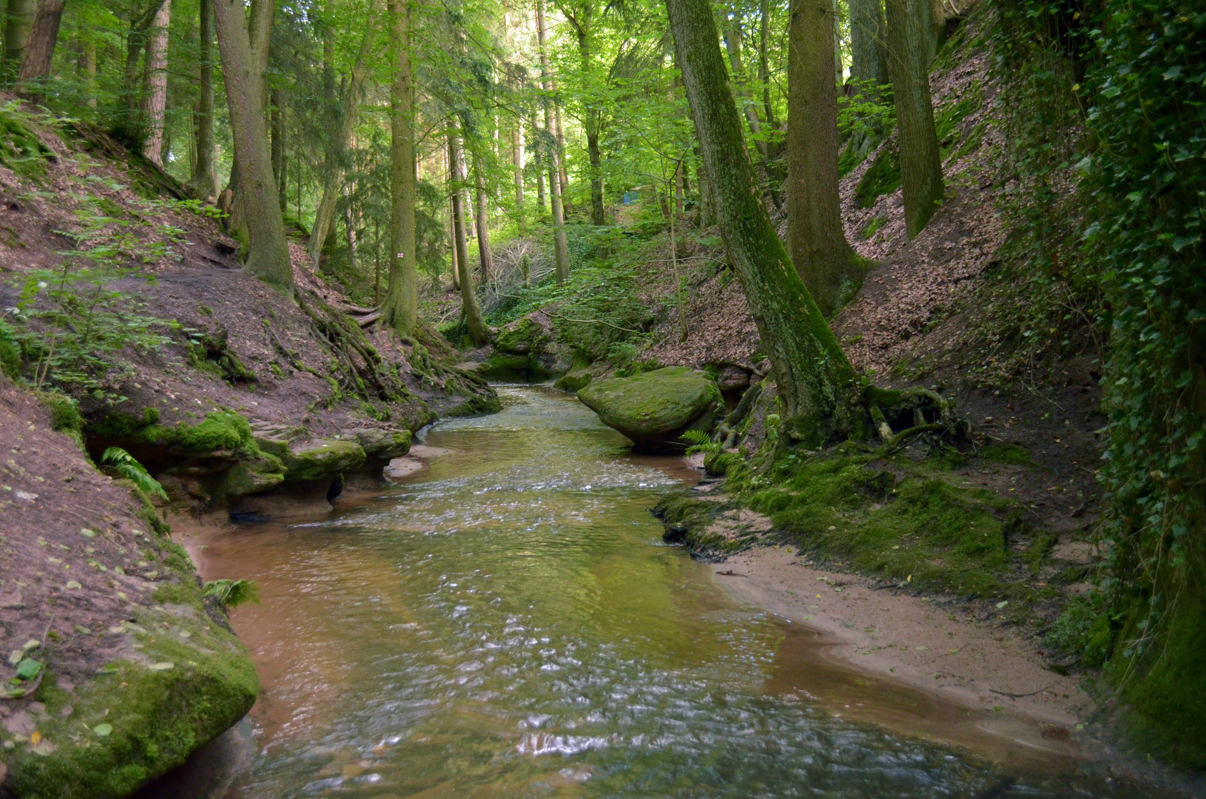 Forest Green The Brook free image download