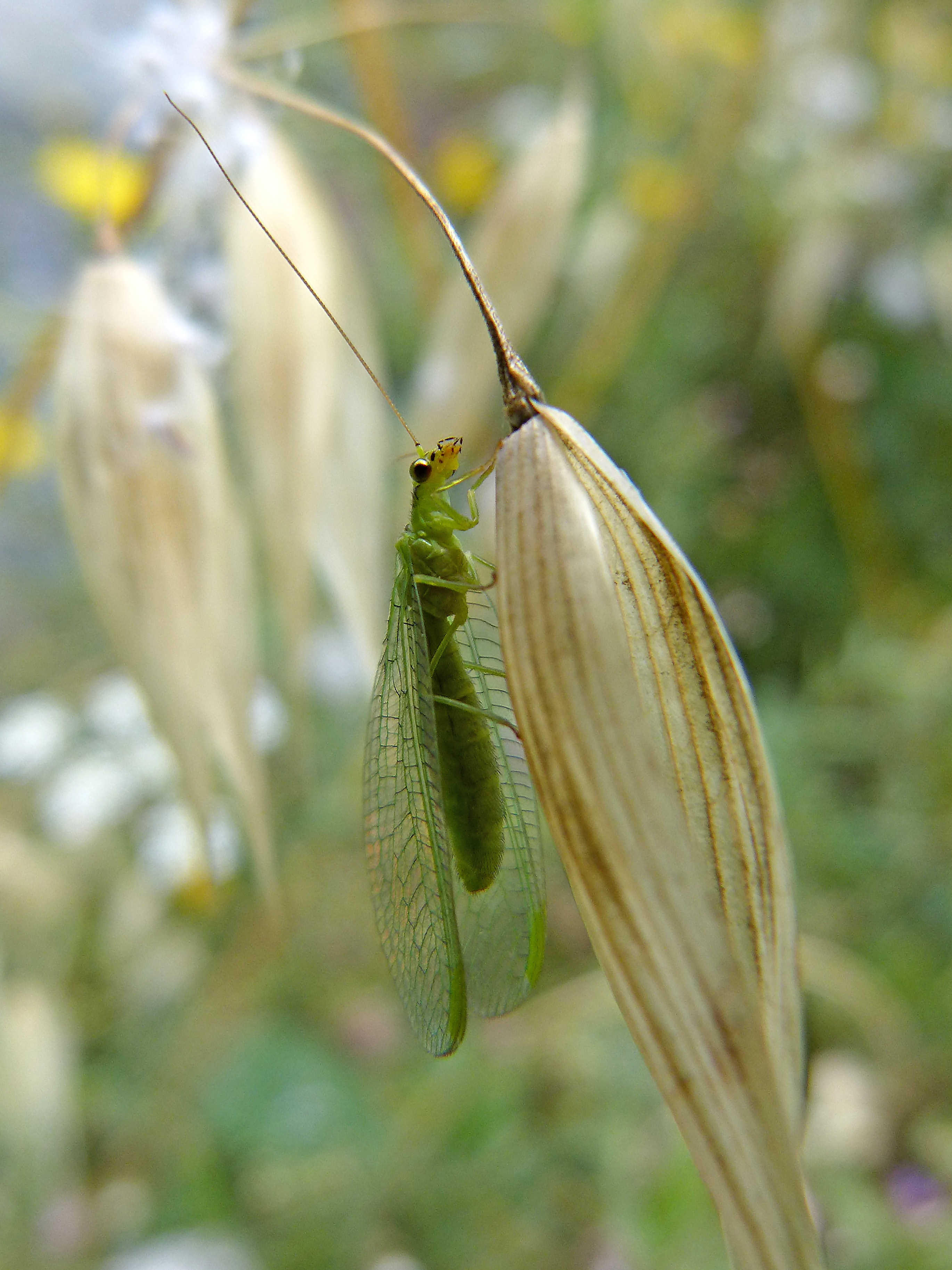 Insect Green Bug Wings Flying free image download
