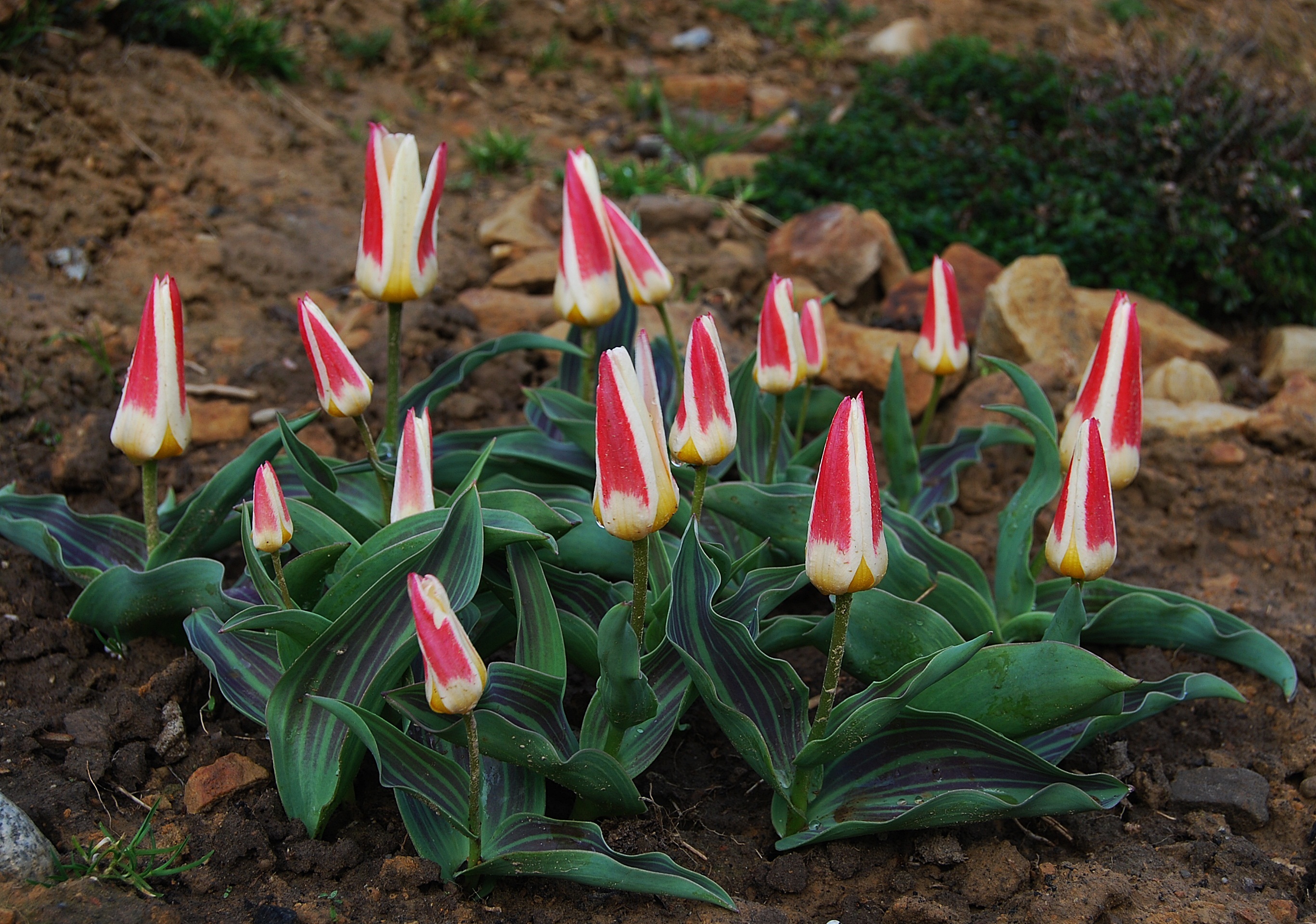 Nature Leaf Flower free image download