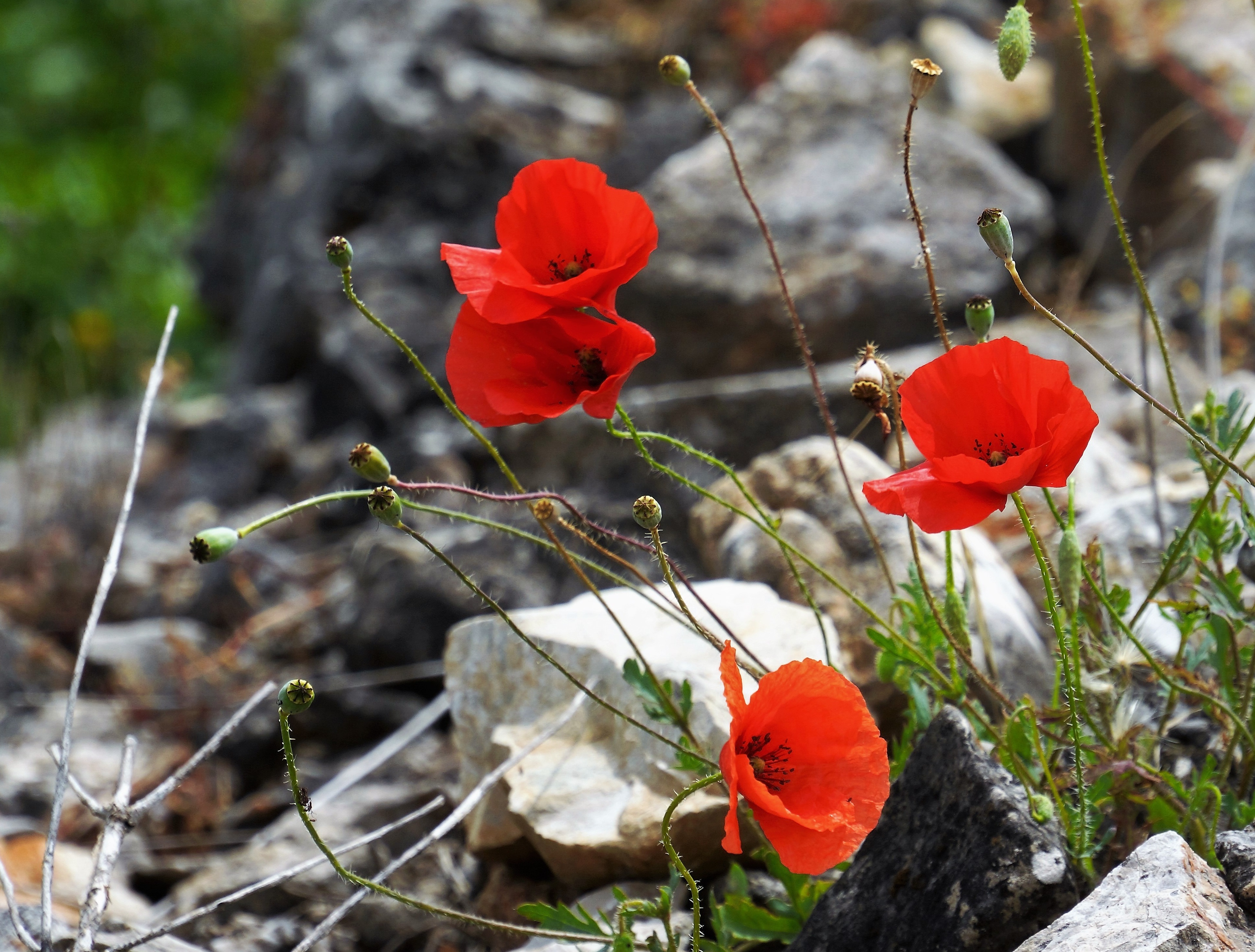 Wildflower Pippy Red free image download