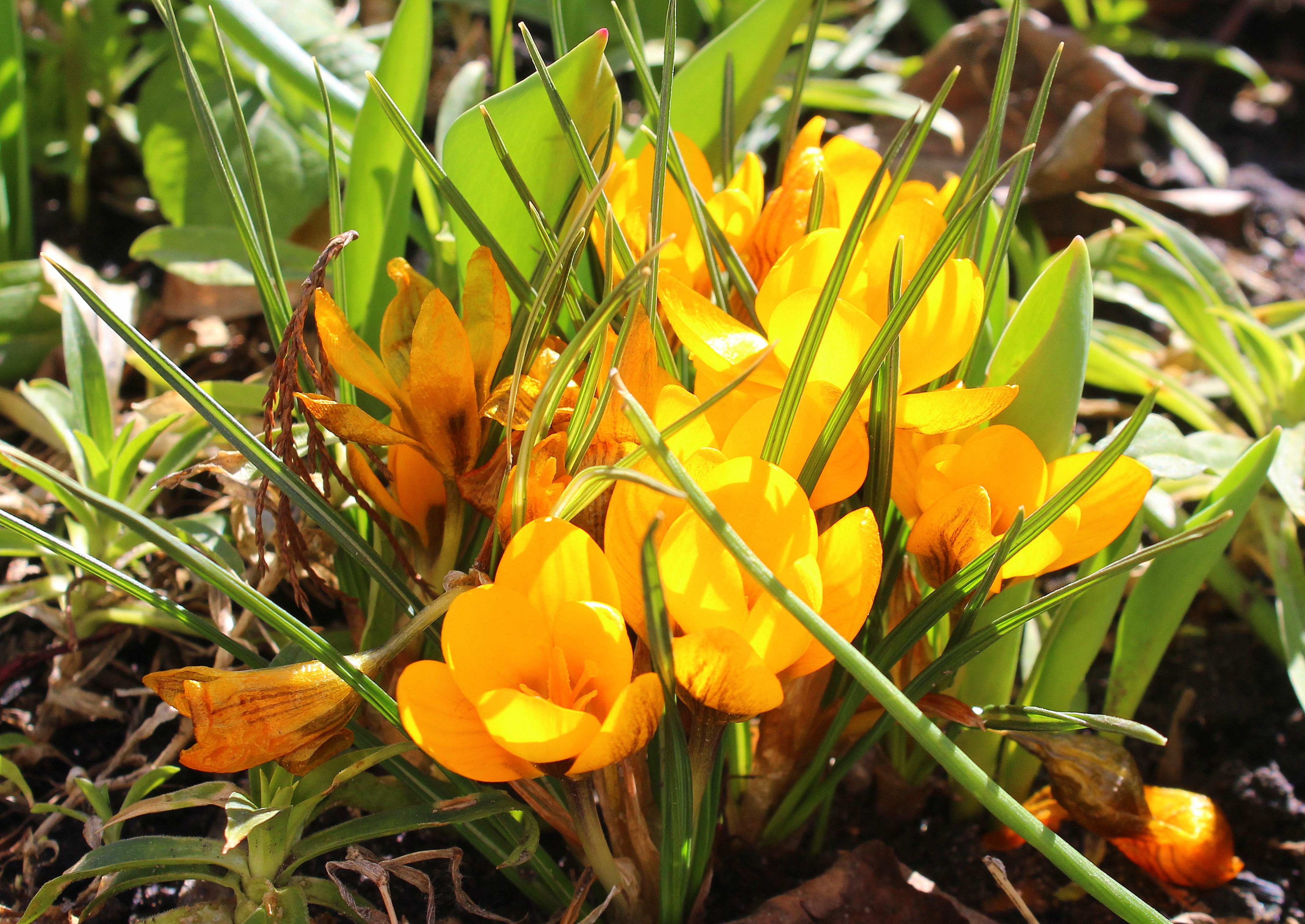 Crocus March Spring Flowers free image download
