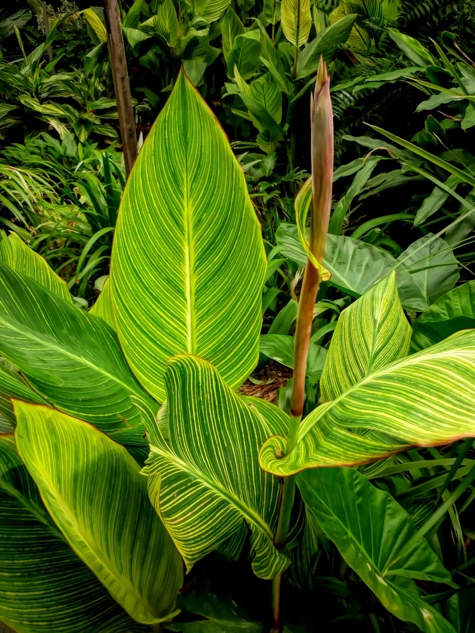 Leaf Flora Nature free image download