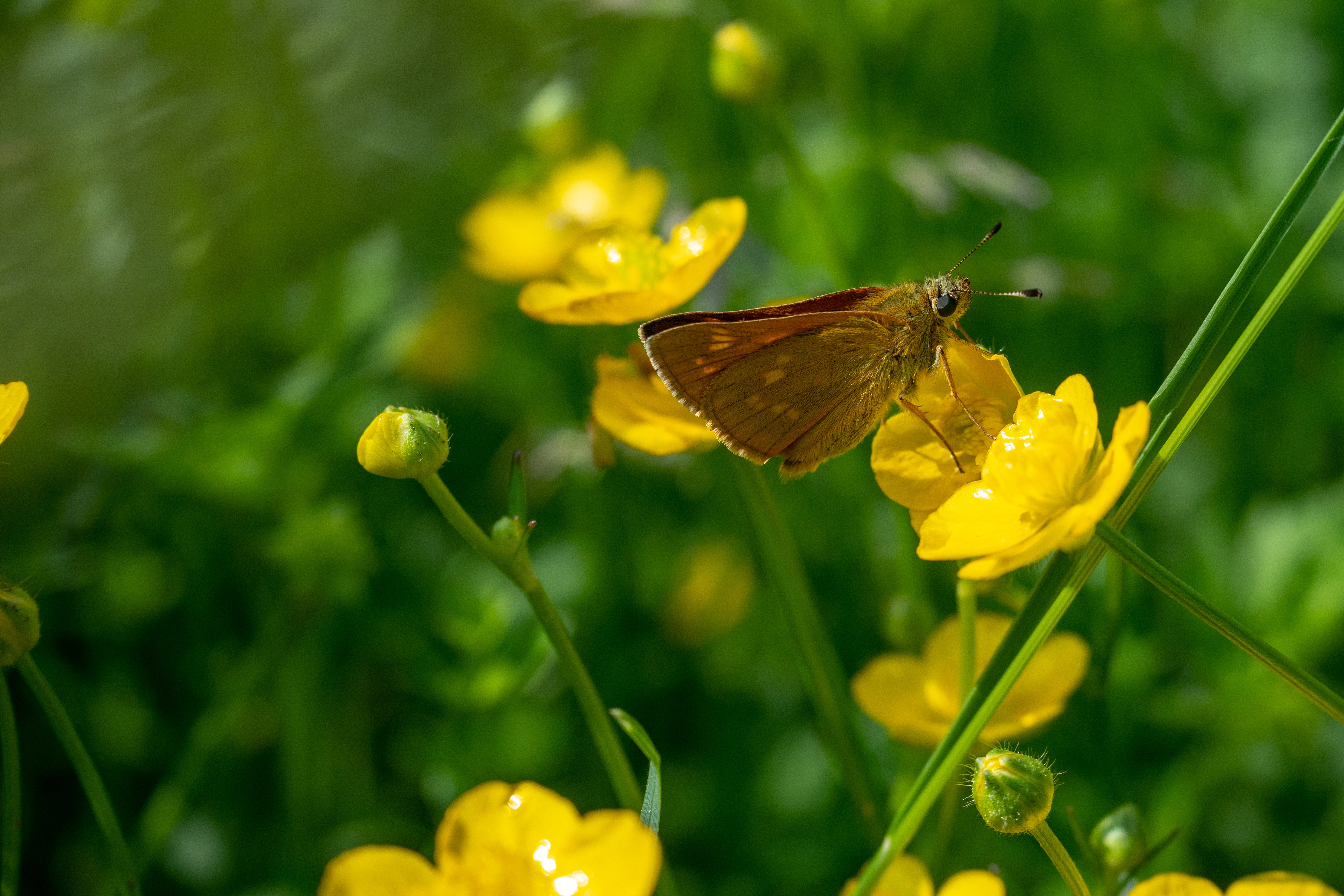 Skipper Insect Butterfly in the garden free image download