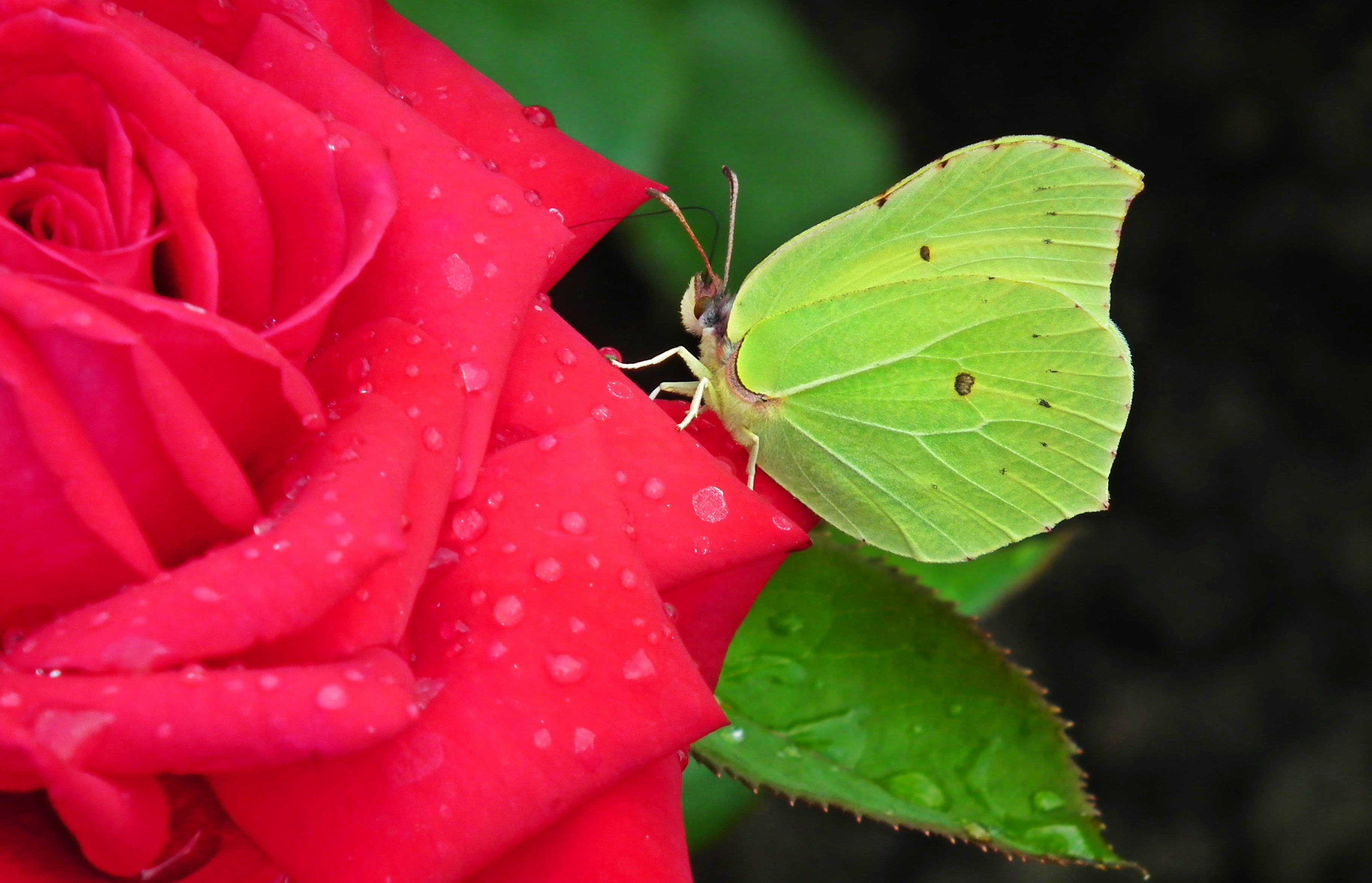 Butterfly Insect Sulphur free image download