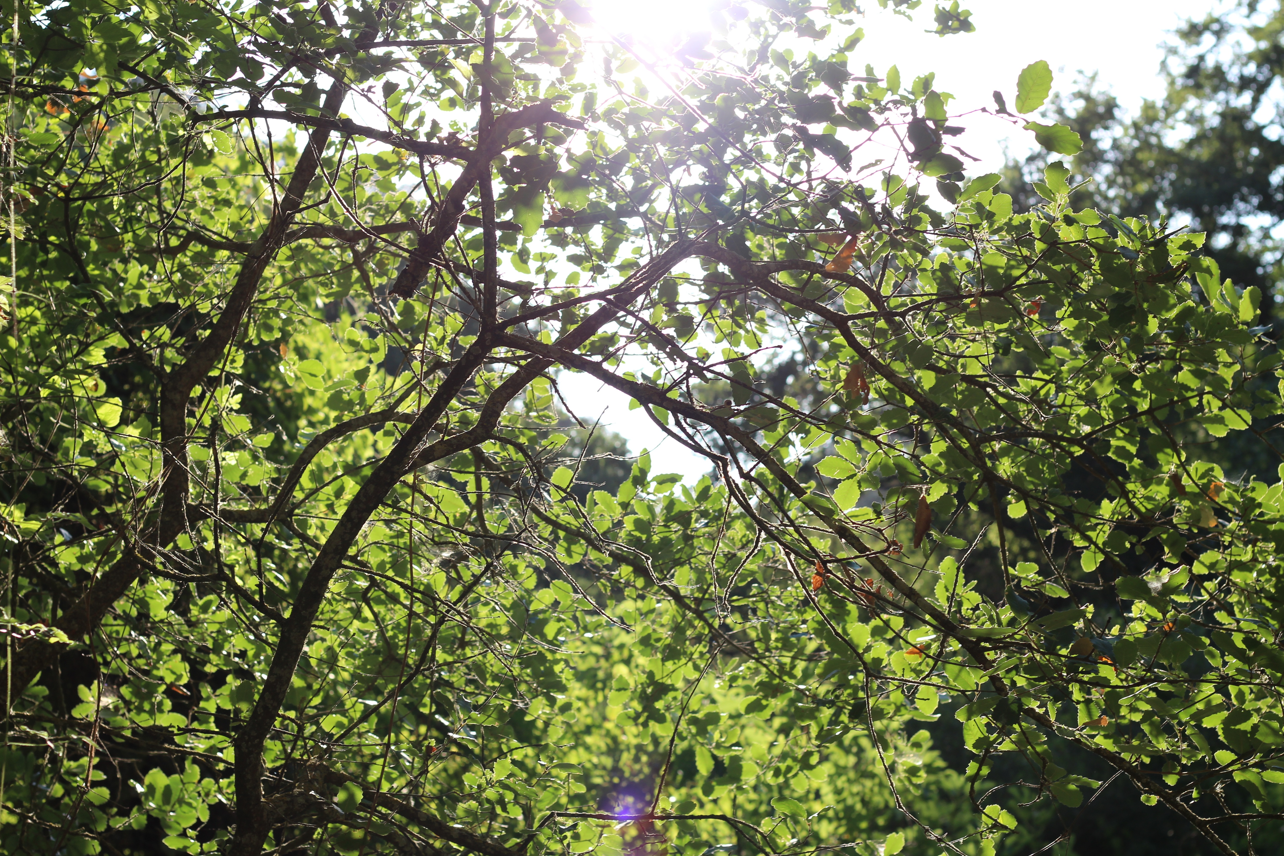 Tree Nature Leaf free image download