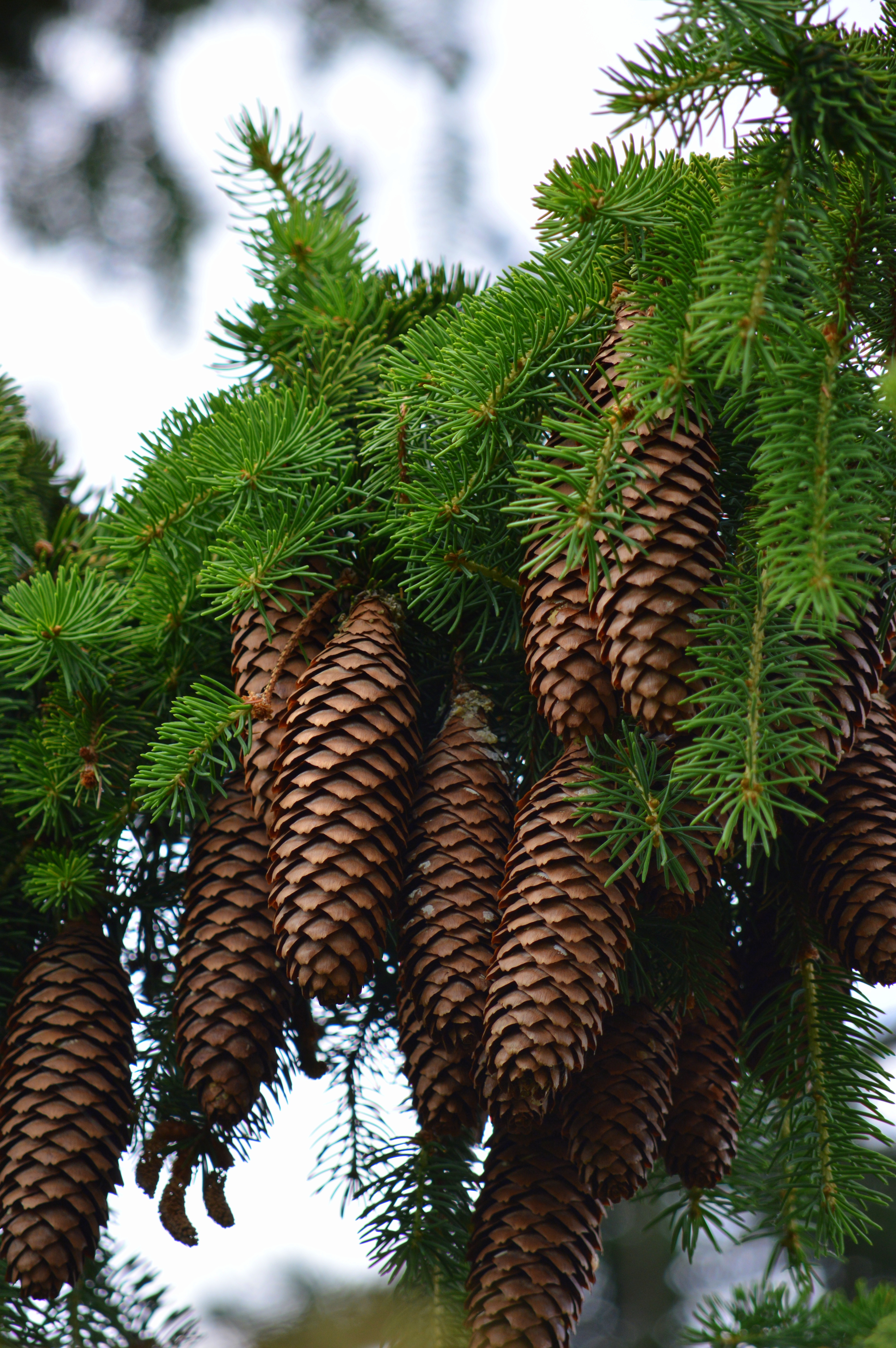 Fir Tree Tap Pine Cones free image download