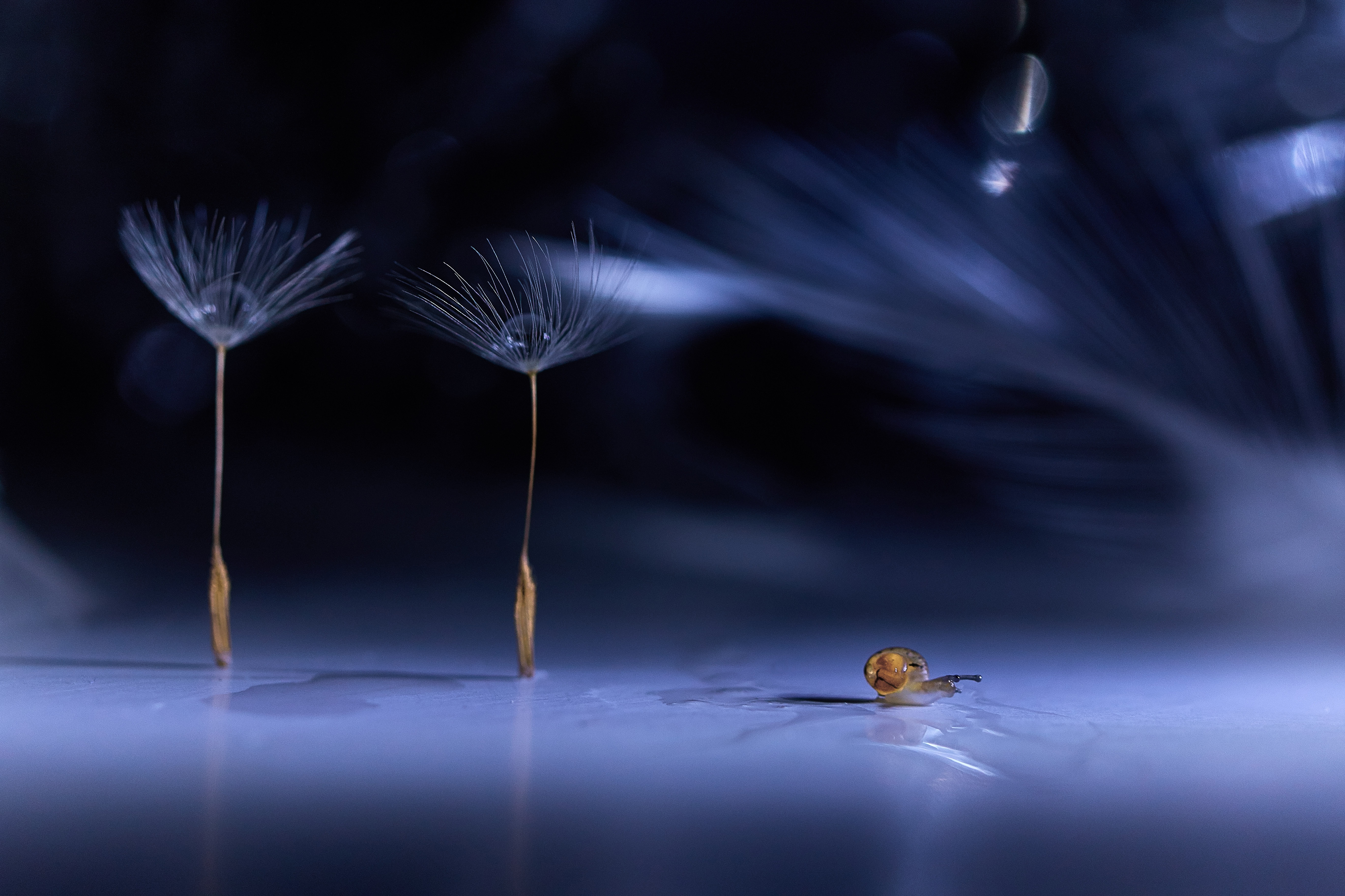 Fluff Drop Of Water Natural free image download