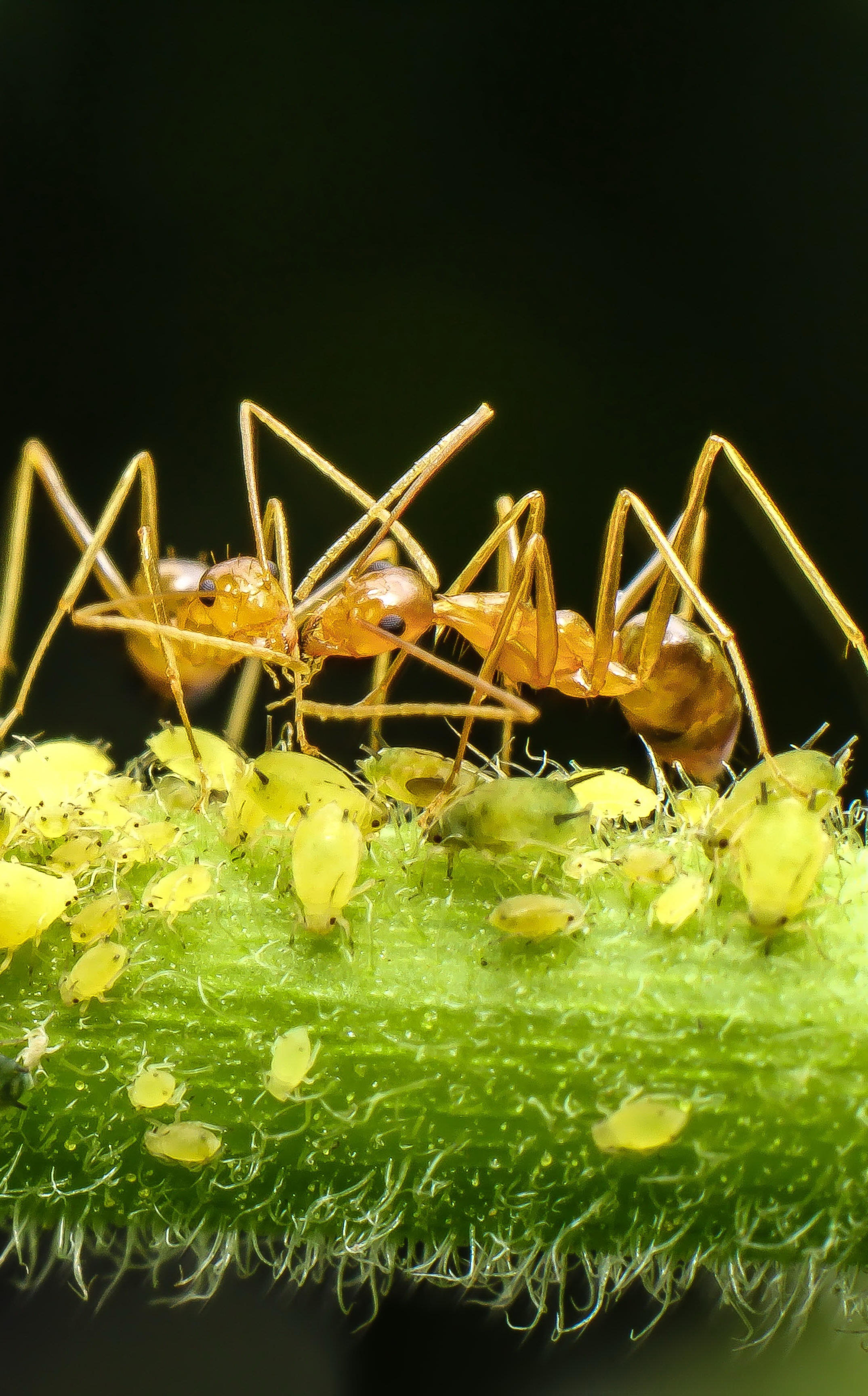 Macro view of Wild Ant in garden free image download