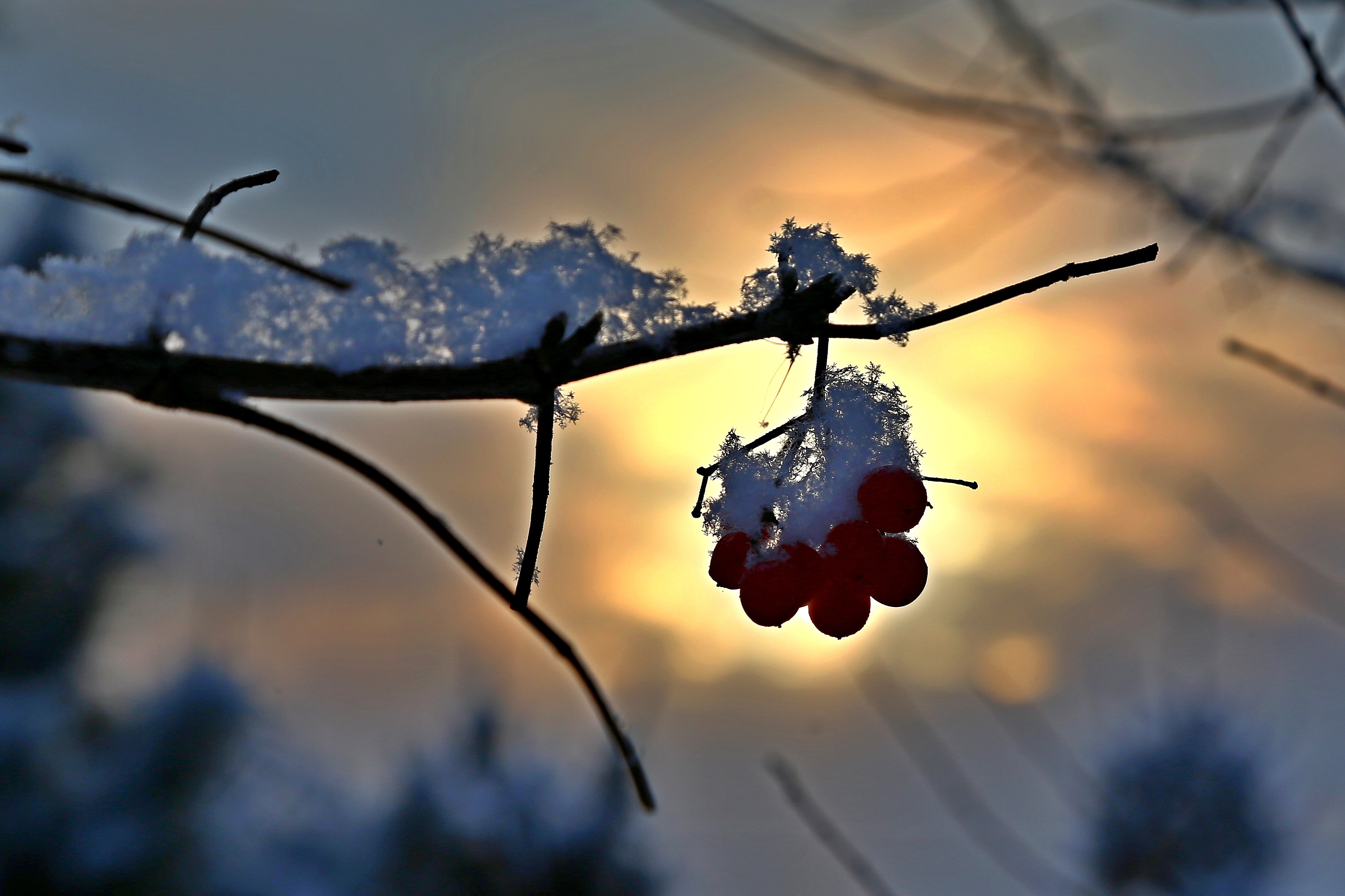 Nature Outdoors Winter free image download