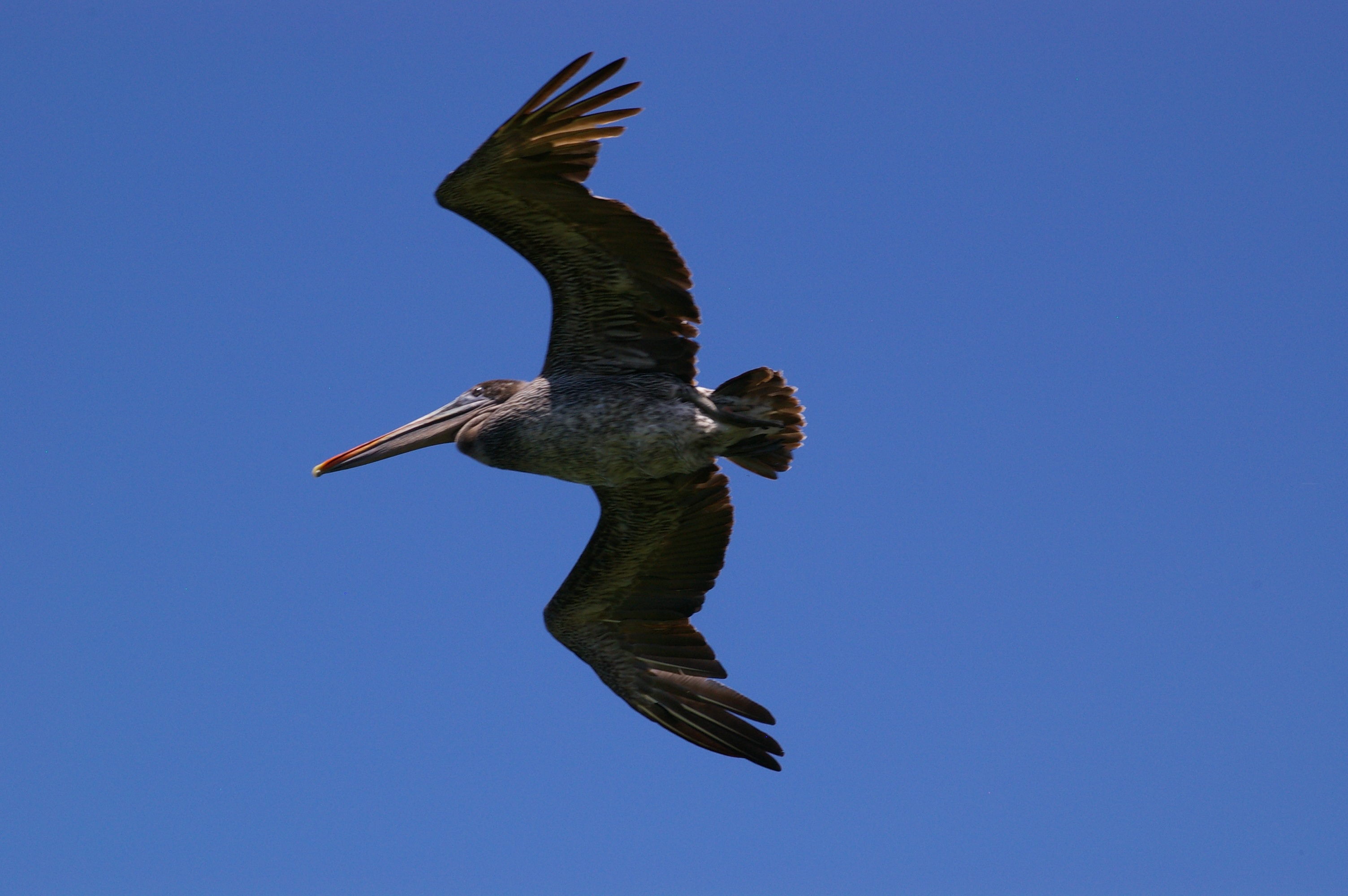 Pelikan Bird Animal World free image download