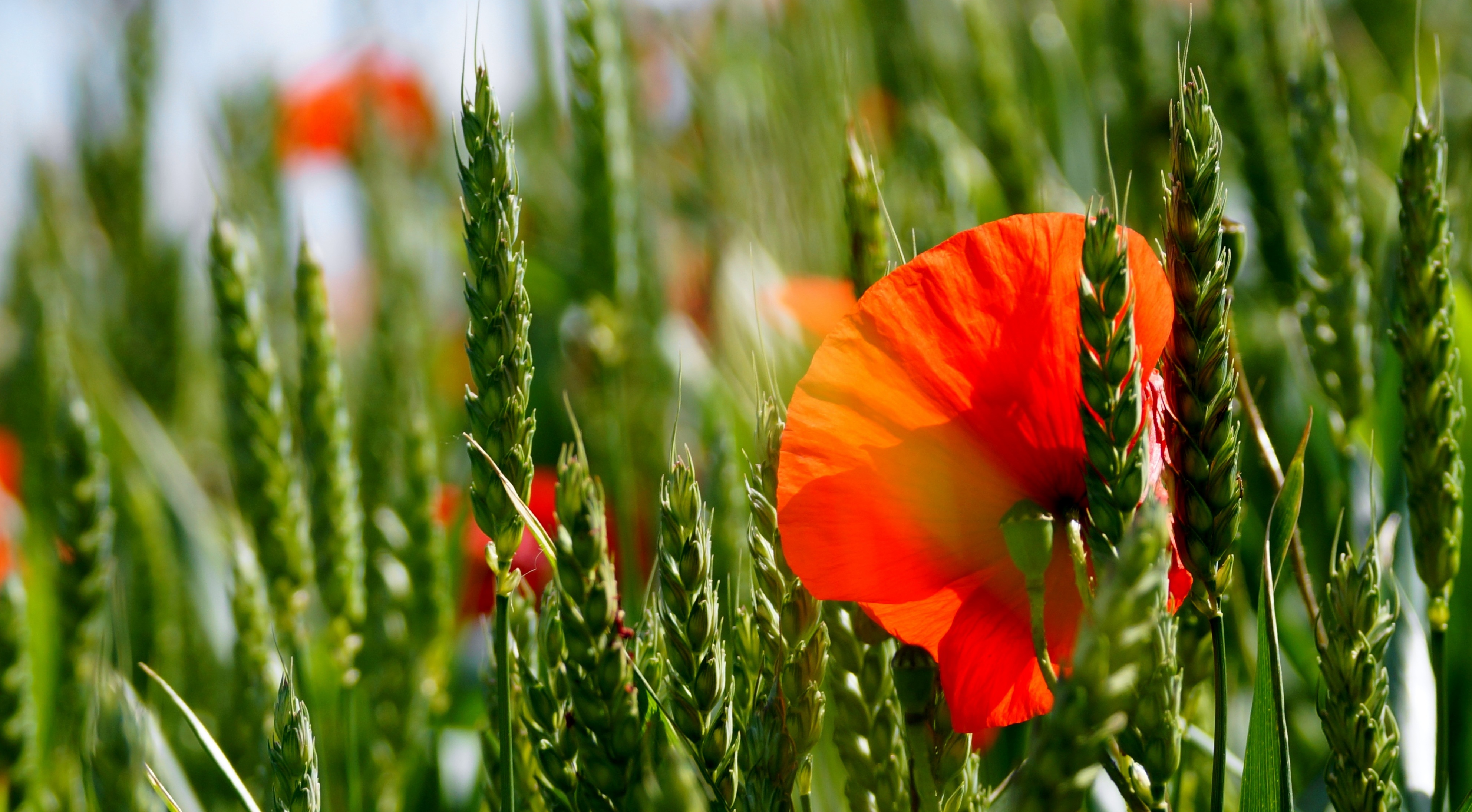Nature Flower Field free image download