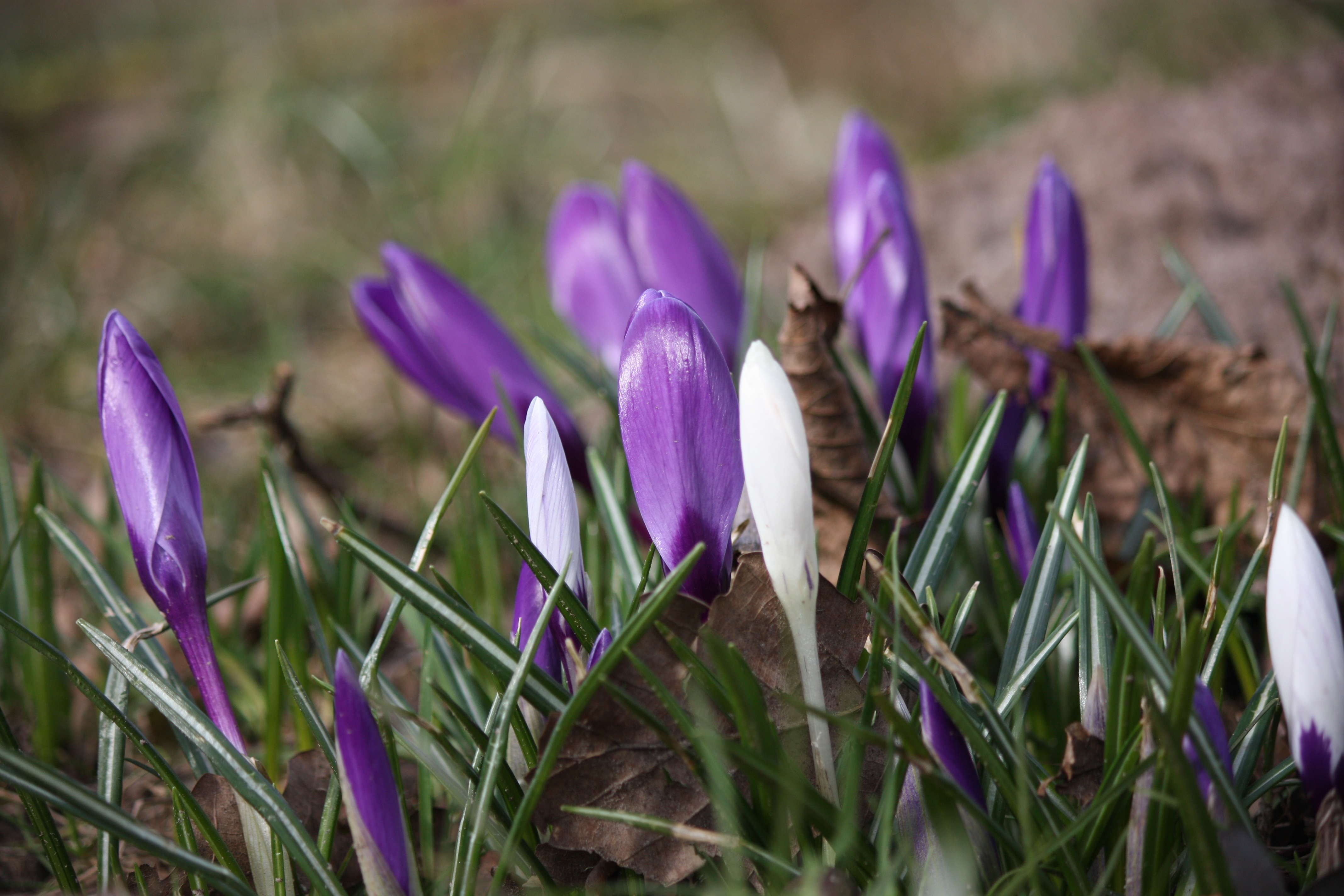 Nature Plant Season free image download