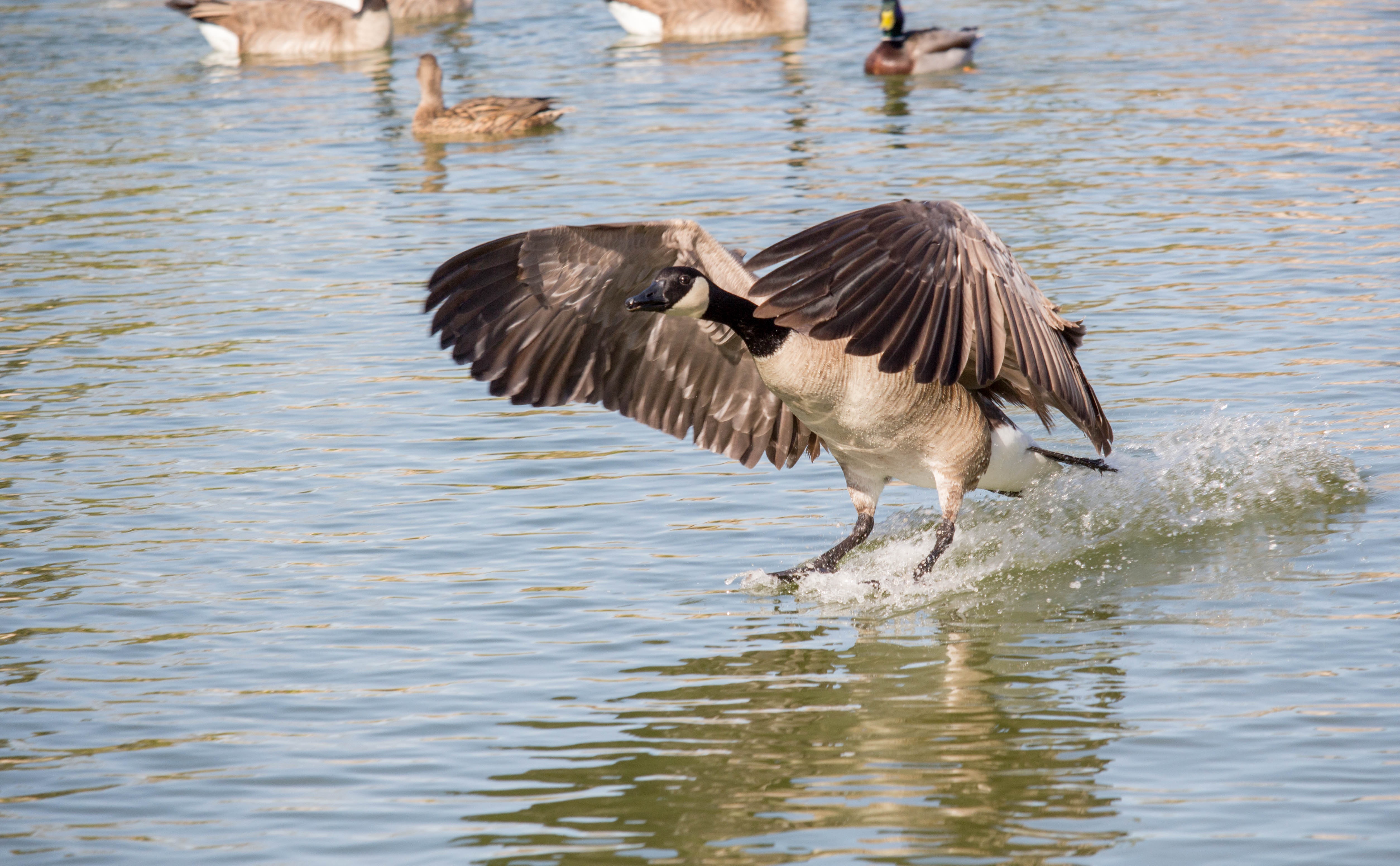 Bird Wildlife Water free image download